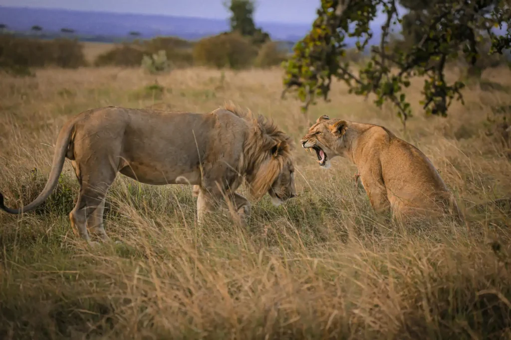 Lion Characteristics Discover: Behavior, Habitat & Facts